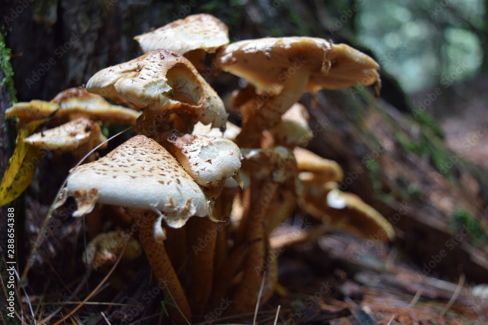 hongos bosque Stock Photo | Adobe Stock