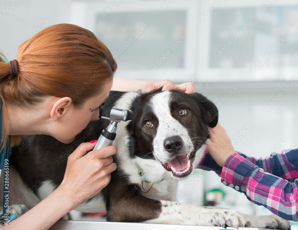 Otoscope For Animals
