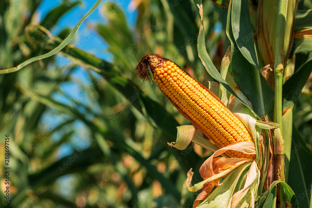 Ear of maize with ripe kernels in cultivated field Stock Photo | Adobe ...