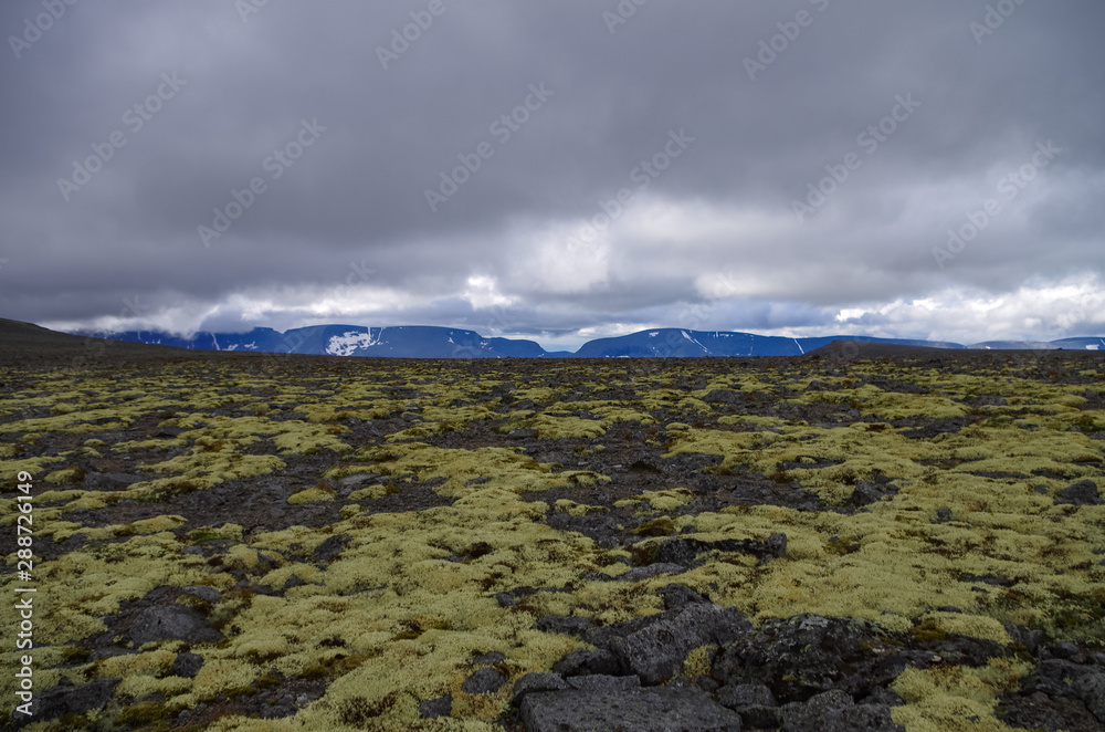 Mountain tundra with mosses and rocks covered with lichens, Hibiny ...