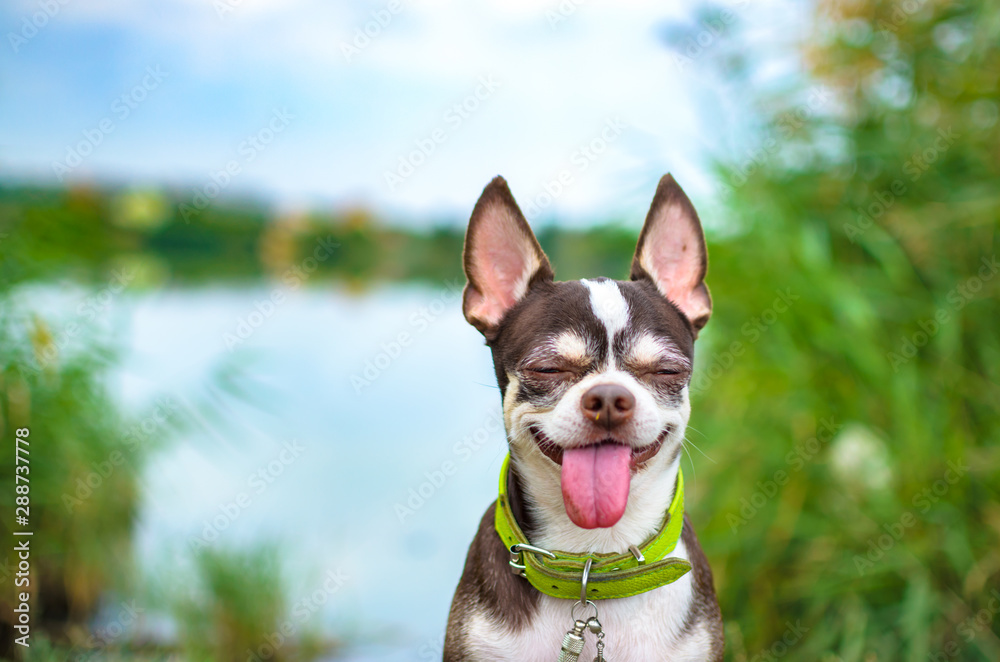 Little chihuahua dog in nature, meme face Stock Photo | Adobe Stock