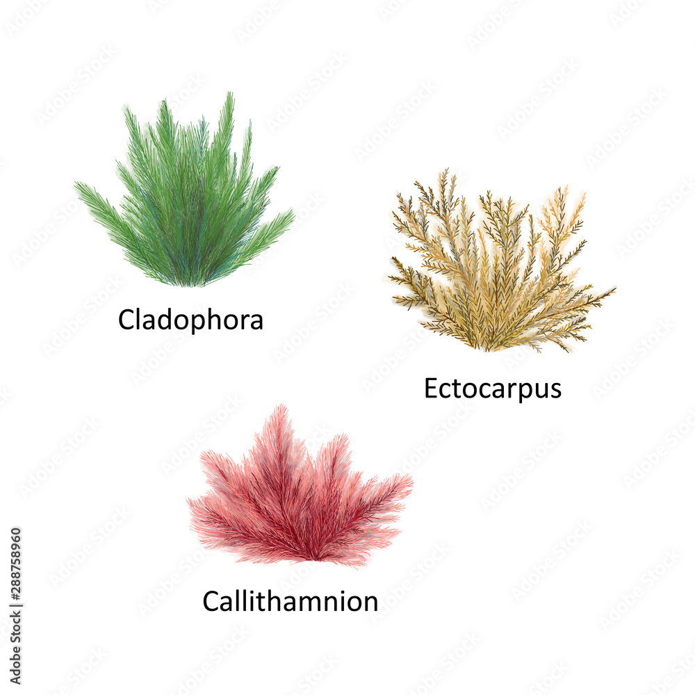Cladophora Algae Diagram