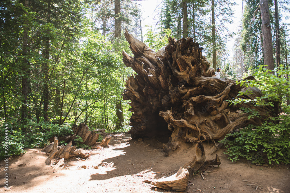Upturned tree roots from a fallen giant sequoia Stock Photo | Adobe Stock