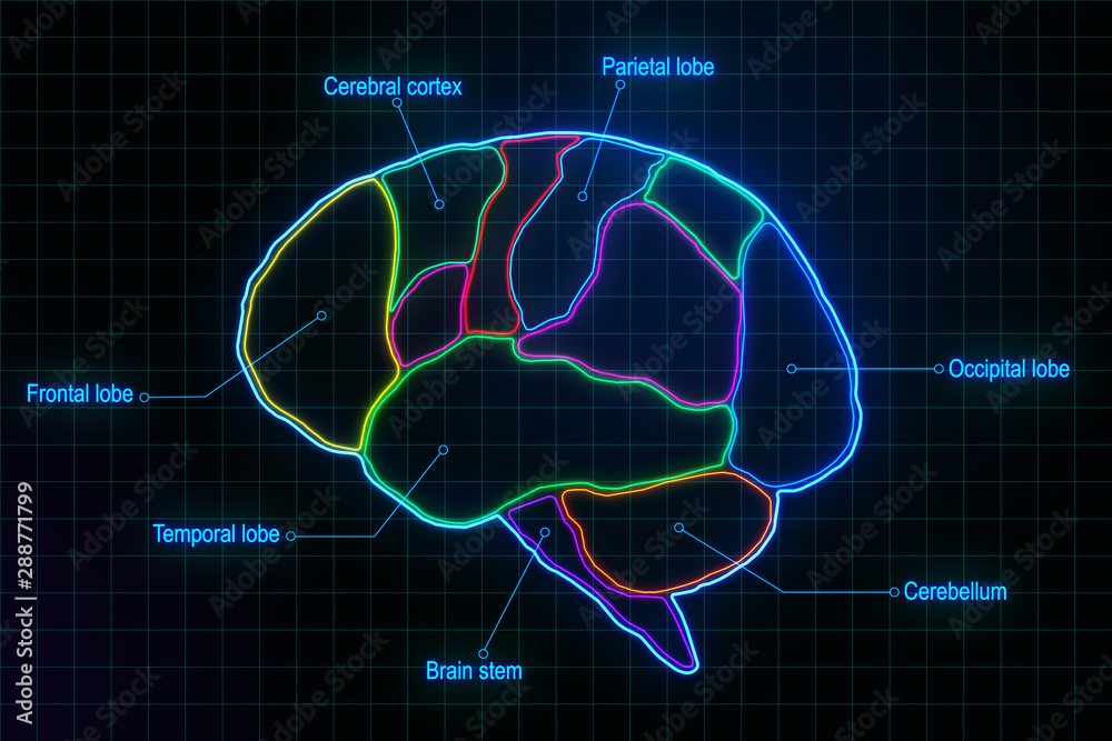 Medical brain research with anatomy of human brain lobes at abstract ...