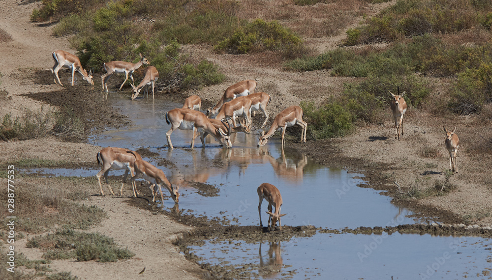 Thomsons Gazelle Vs Springbok