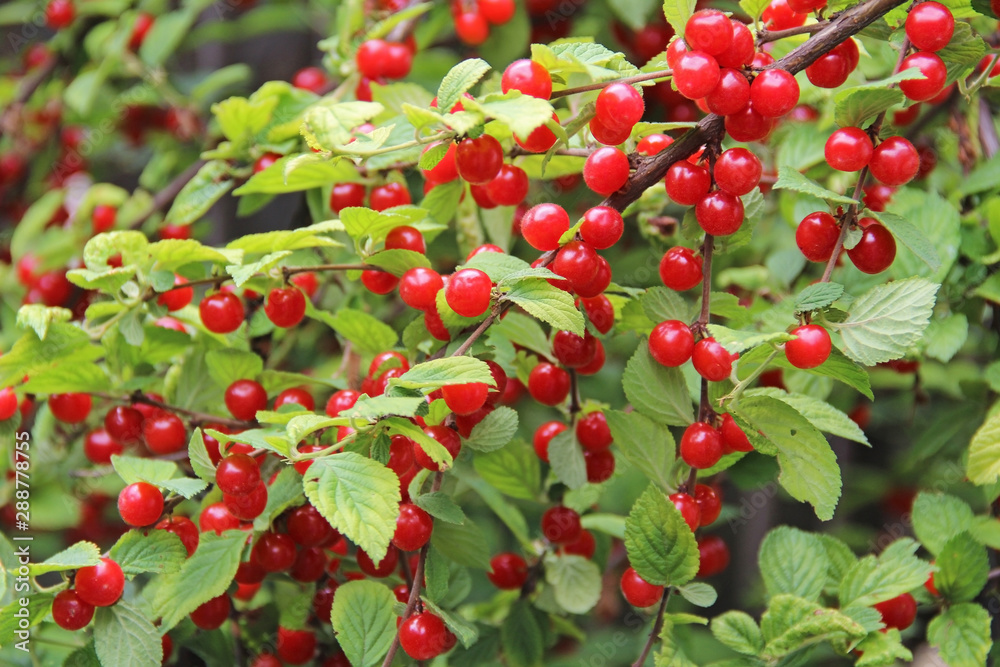 Red nanking cherries on a tree in the early summer. Prunus tomentosa ...