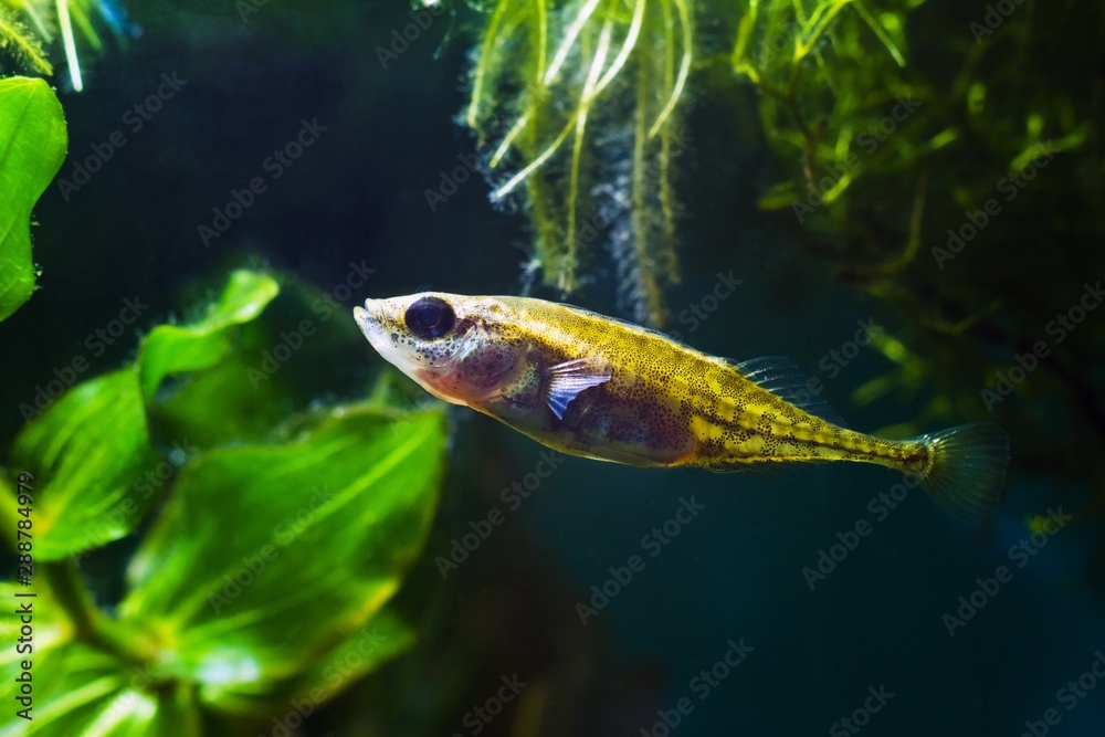 Fotka „ninespine stickleback, Pungitius pungitius, little and tender ...