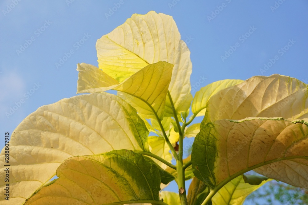 Pisonia grandis tree in nature garden Stock Photo | Adobe Stock