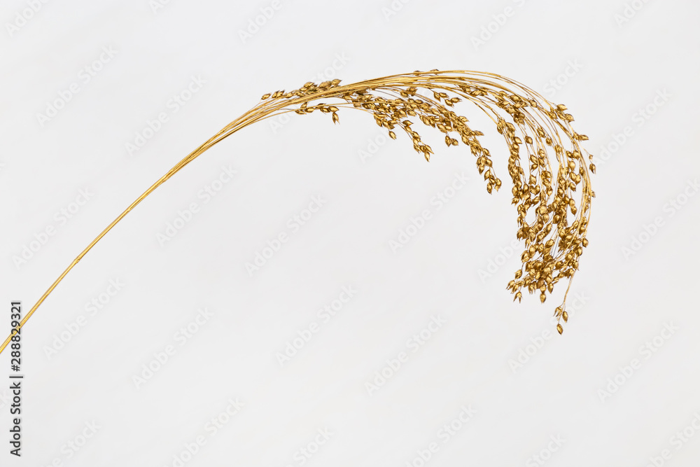 Golden plant millet design elements on light background with copy space ...