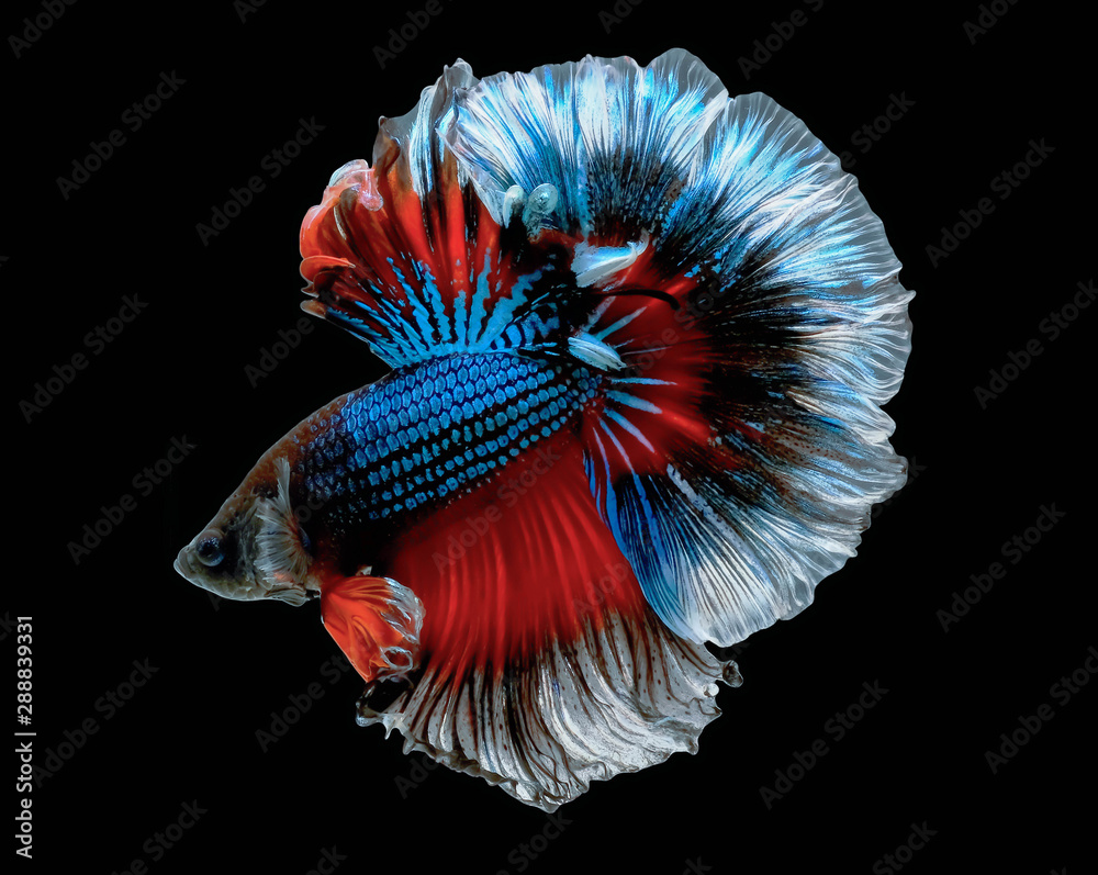 Betta fish,Siamese fighting fish,siamese fighting fish betta splendens ...