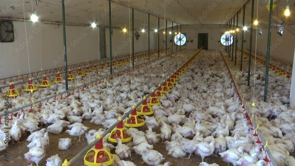 Farm for Breeding Chickens / Modern poultry farm for breeding chickens ...
