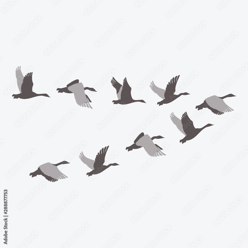 A flock of ducks. A cartoon flock of birds. Vector illustration of ...