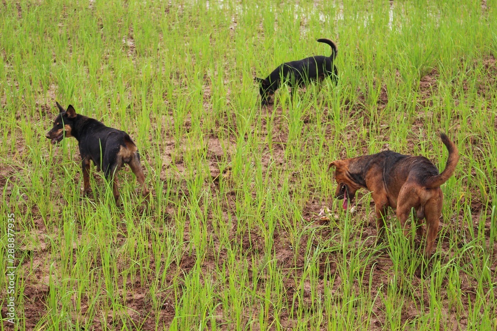 Snake hunting dogs in the rice fields, farmers who grow jasmine rice ...