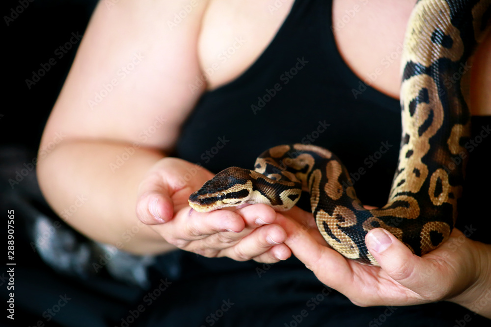 Female hands with Royal Python snake. Woman holds Ball Python snake in hands. Exotic tropical ...