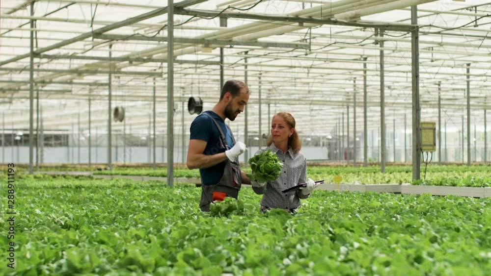 Agronomy engineers in a greenhouse using modern technology for growin ...