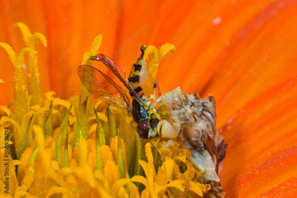 Ambush bug (Phymata sp.) with syrphid fly (Family Syrphidae) it has ...