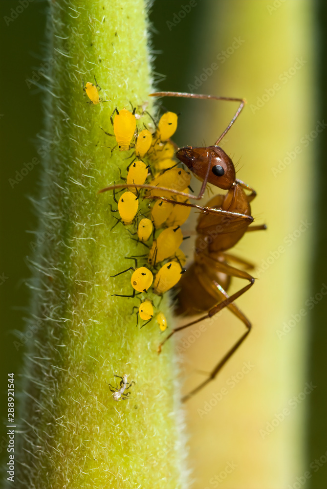 Ant (Camponotus sp.) herding oleander aphids (Aphis nerii) on seed pod ...
