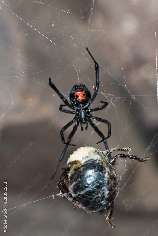 Black widow spider (Latrodectus mactans) wrapping bumble bee (Bombus sp ...