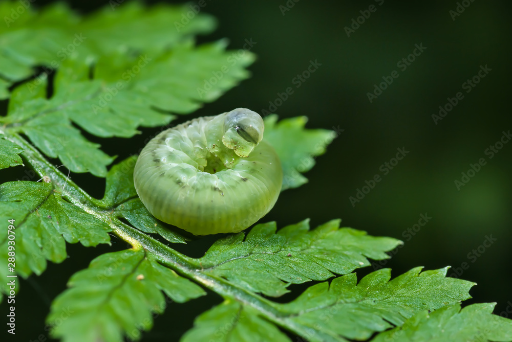 Caterpillar curled up on fern frond in defensive position. Raised tail ...