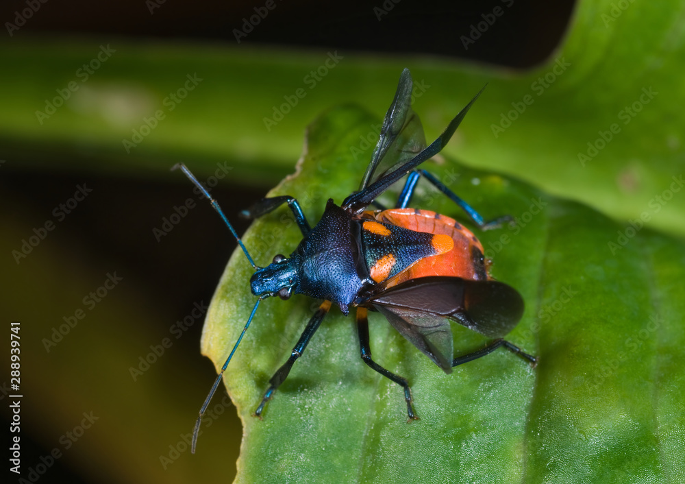 Florida predatory stink bug (Euthyrhynchus floridanus) with wings ...