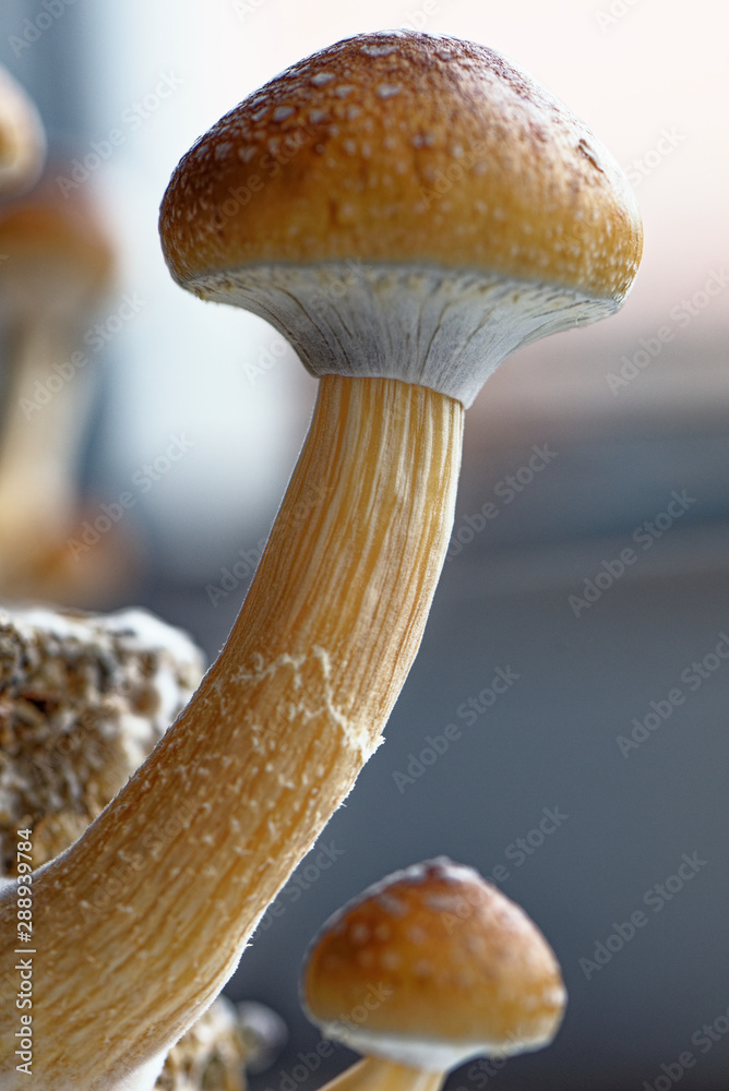 Ecuador magic mushroom - Ecuadorian Psilocybe Cubensis foto de Stock ...