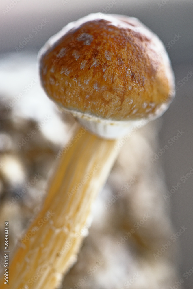 Ecuador magic mushroom - Ecuadorian Psilocybe Cubensis Stock Photo ...