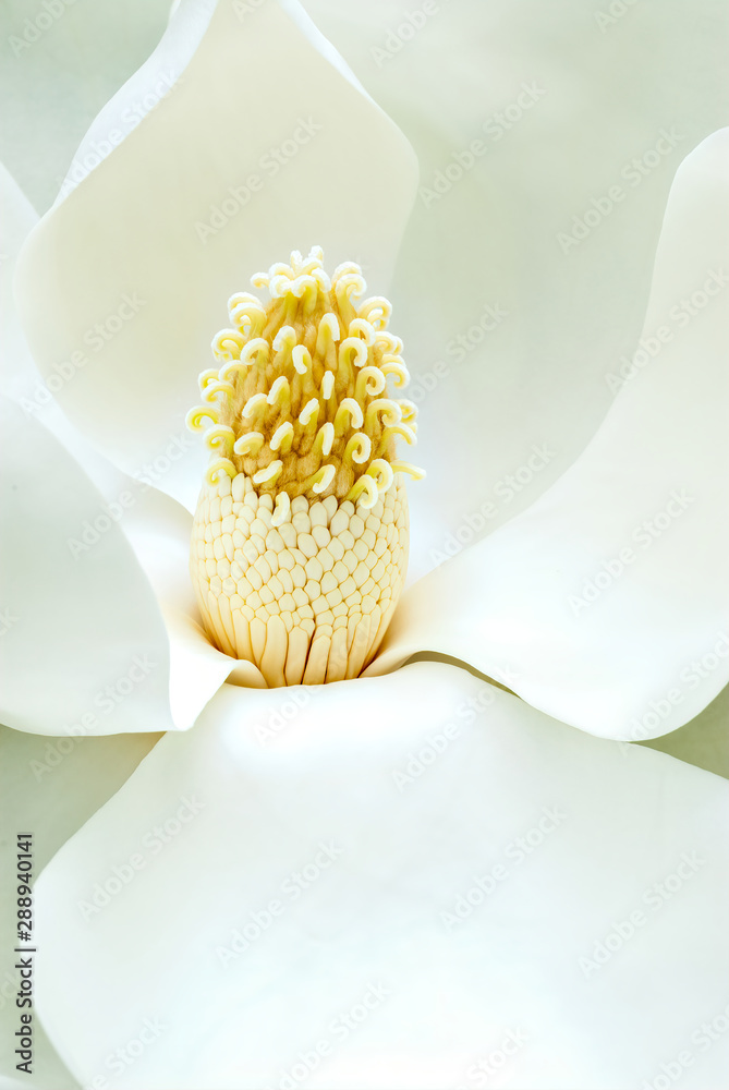 Flower of southern magnolia (Magnolia grandiflora) showing close view ...