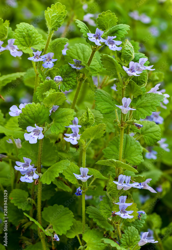 Gill-over-the-ground, creeping Charlie, ground ivy (Glechoma hederacea ...