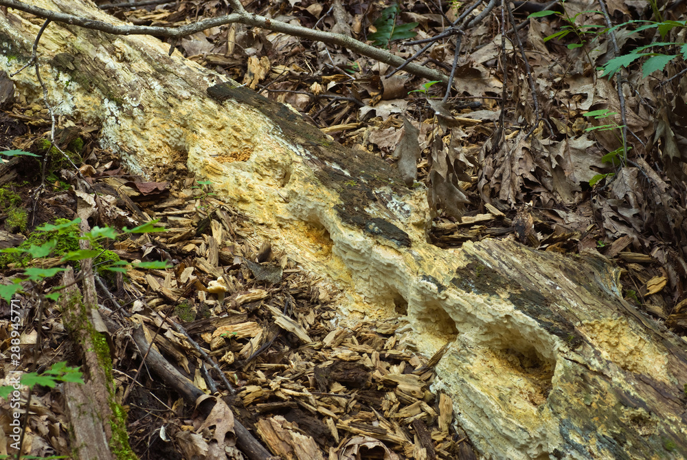 Holes in rotting log made by pileated woodpecker searching for beetle ...