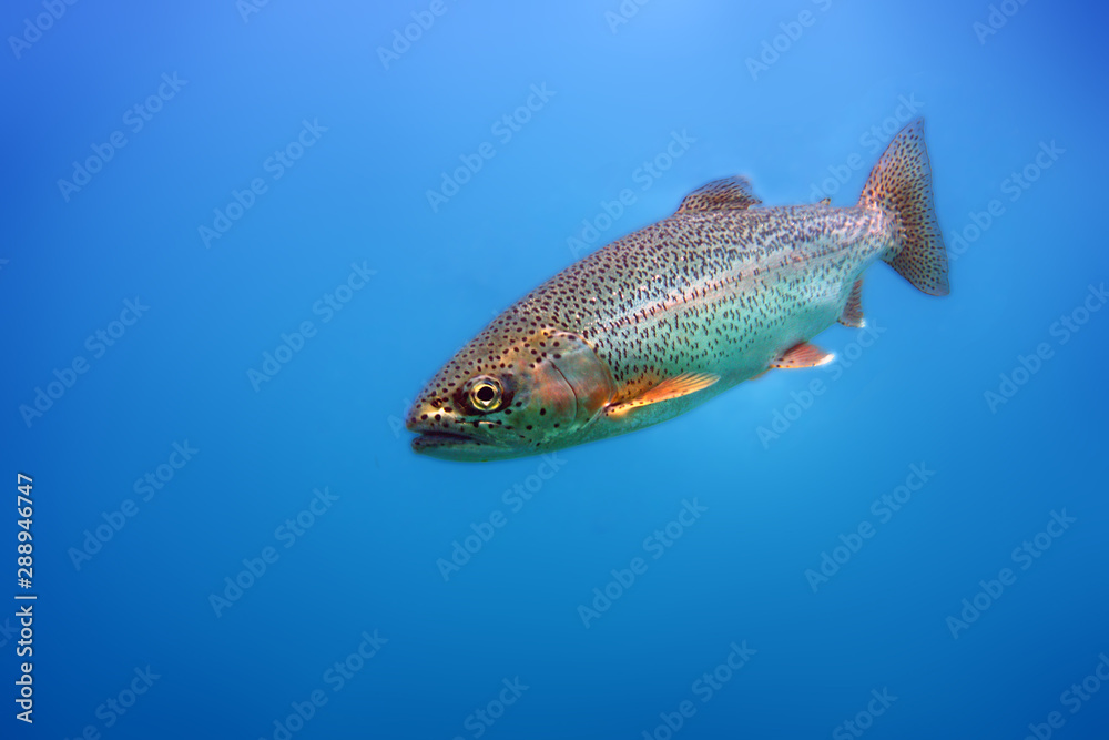 Blue Rainbow Trout
