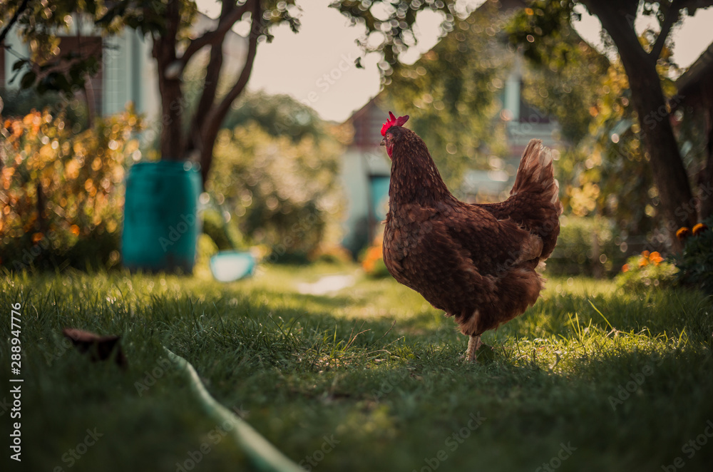 One illuminated hen with natural light, standing in the shadow in the ...