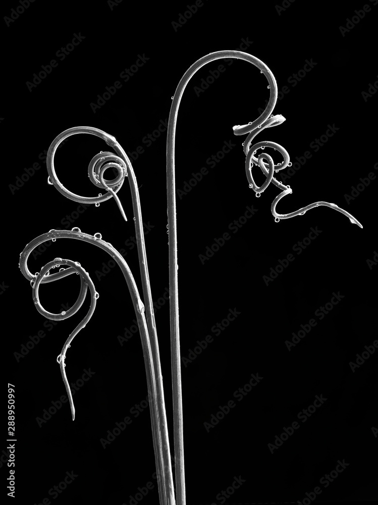 Coiled leaves of wild garlic (Allium vineale) covered with drops after ...