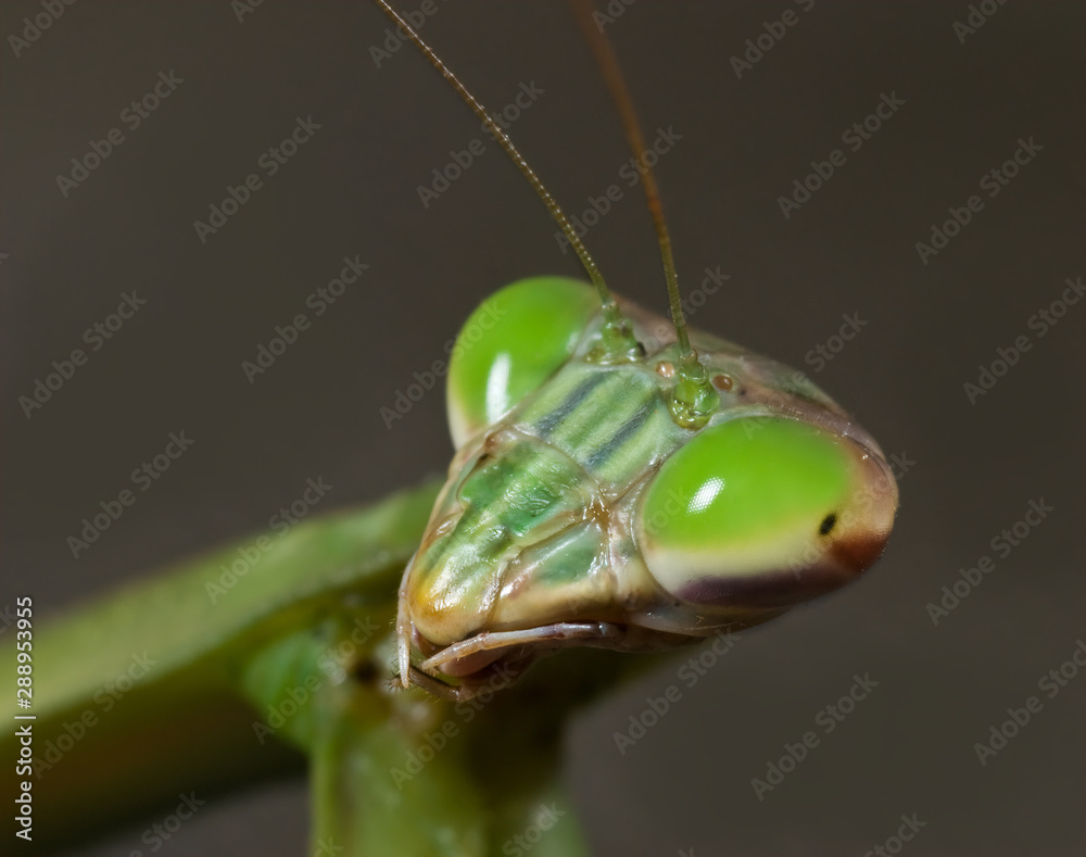 Head of European praying mantis (Mantis religiosa). Note two large ...