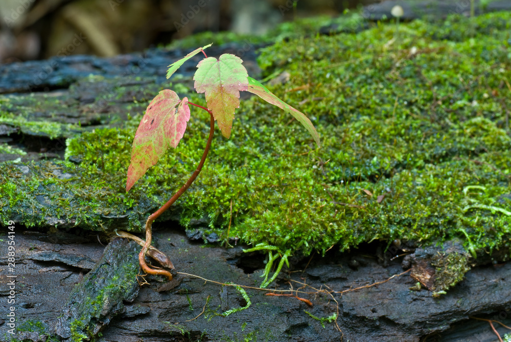 Small maple seeding growing on rotting log. Such logs are called "nurse ...
