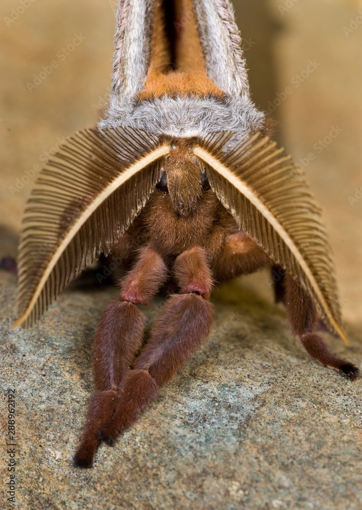 Male Polyphemus moth (Antheraea polyphemus) in resting position. Large ...