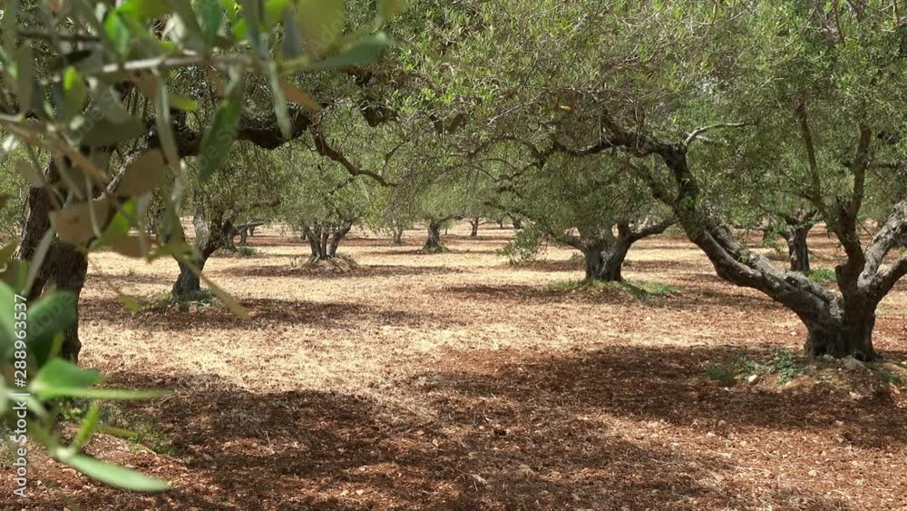 Panoramic view of amazing greek olive tree grove on sunny day, Crete ...