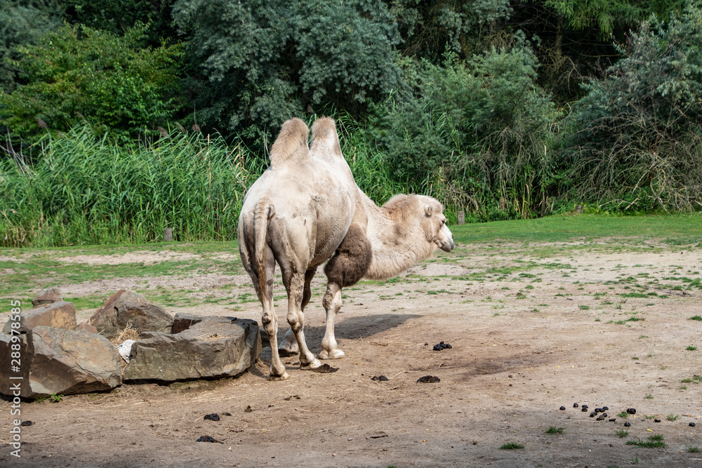 White Bactrian camel, Camelus bactrianus is a large, even-toed ungulate ...