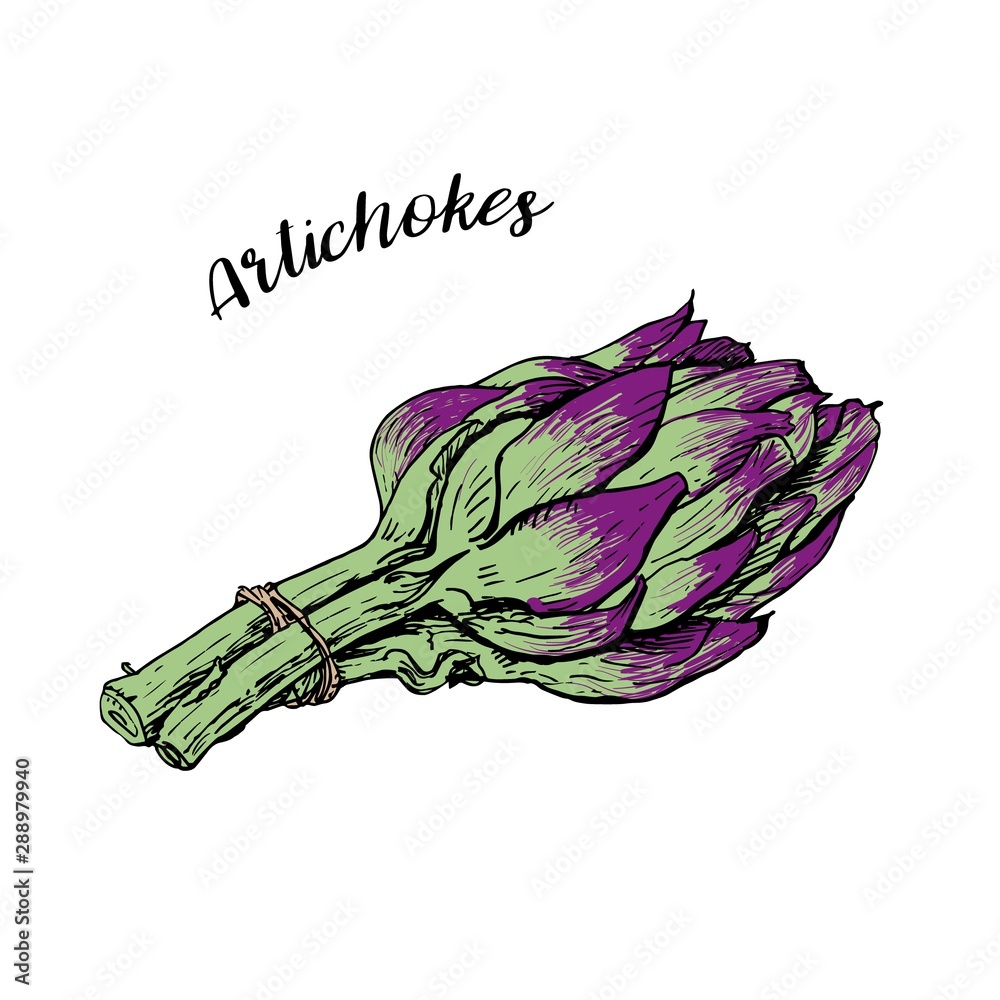 Purple green roman artichokes hand drawn vector illustration isolated ...