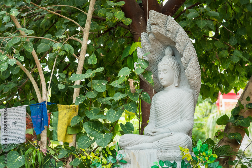 Buddha statue under the Bodhi tree under the Bodhi tree. Stock Photo ...