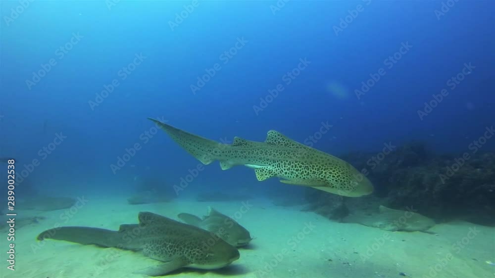 Zebra Sharks. Leopard Sharks. Graceful Peaceful Carpet Shark Swimming ...