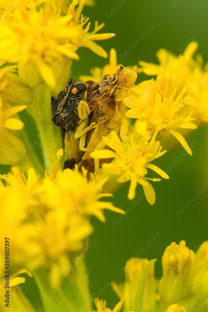 Ambush bugs in a mating embrace on a goldenrod flower. Stock Photo ...