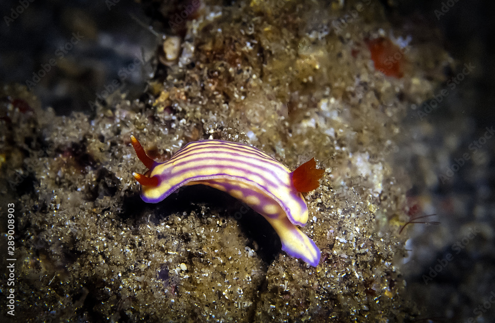 Nudibranch, a shell-less marine animal. This nudibranch has yellow body ...