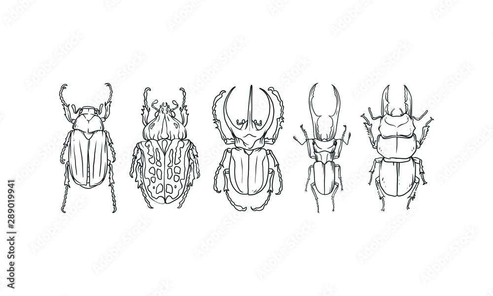 set of Beetle hand drawn sketch vector, Different beetles illustration ...
