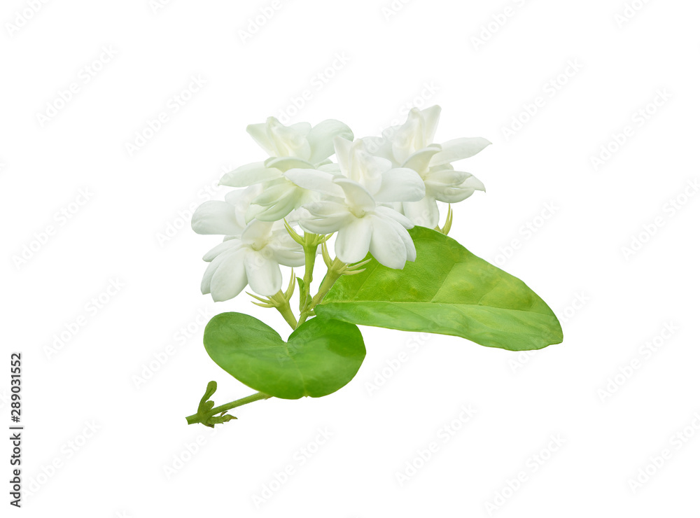 beautiful Jasminum sambac flower (sampaguita, melati putih ) isolated ...
