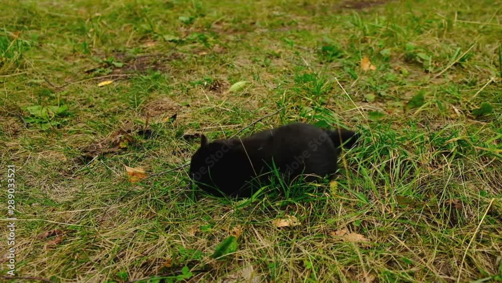 cat eats the wild mouse. The cat caught the prey and ate it. Cat the ...