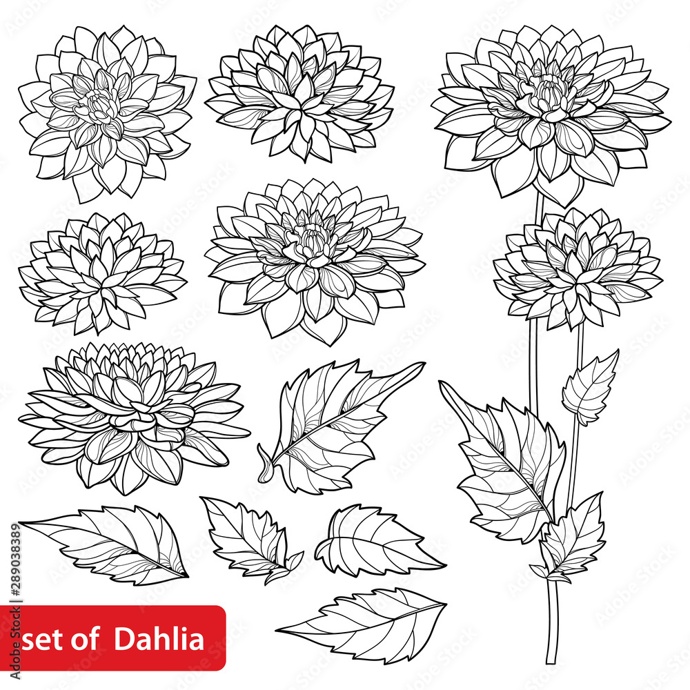 Set with outline Dahlia or Dalia flower and ornate leaf in black ...