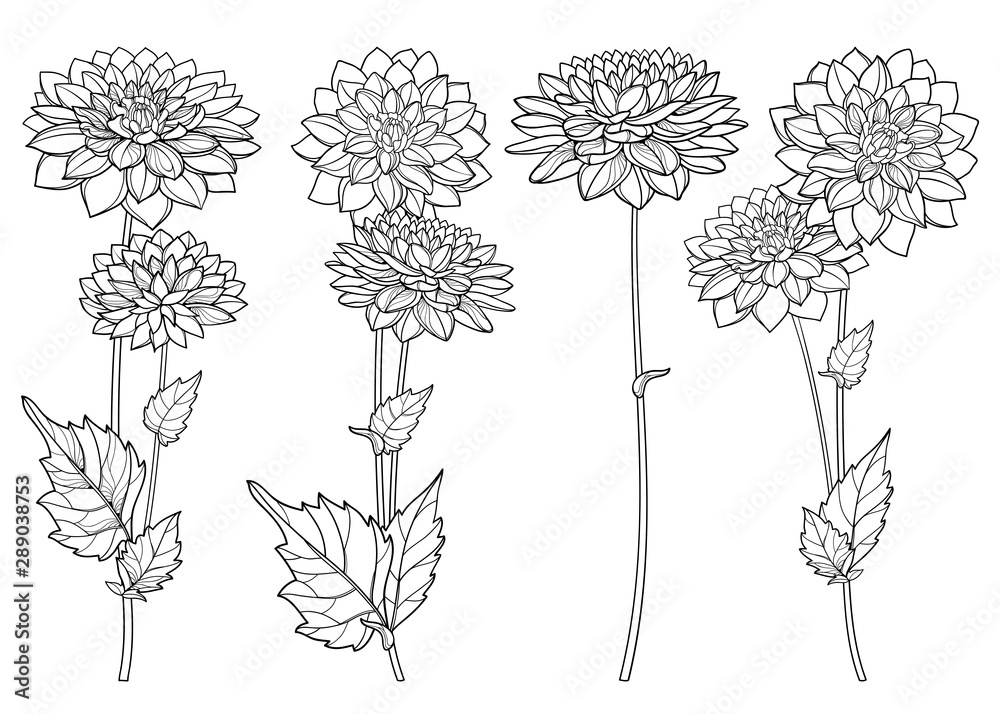 Set with outline Dahlia or Dalia flower and ornate leaf in black ...