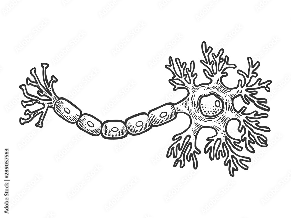Vettoriale Stock Human Neuron nerve cell of brain schematic vintage ...