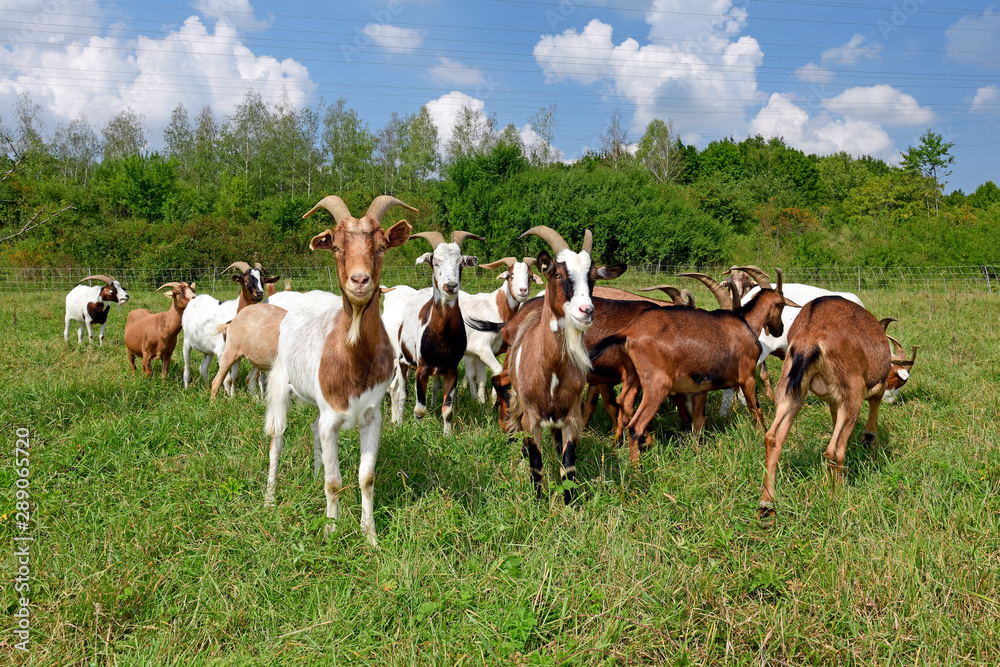 Ziegenherde (Bunte Deutsche Edelziege) - goats Stock Photo | Adobe Stock
