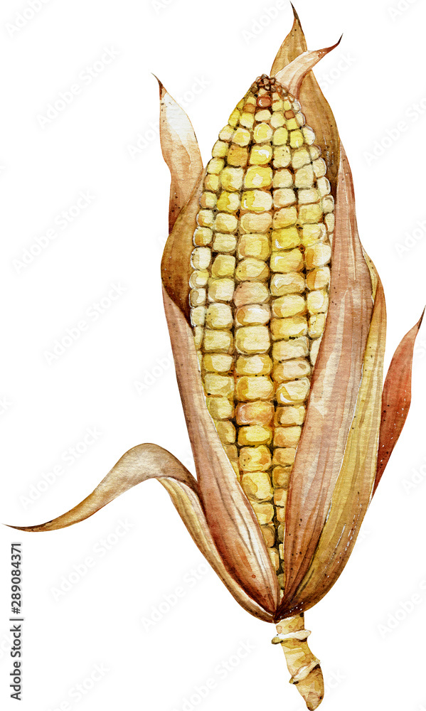 Squirrel Corn Cob Feeder Squirrel Corn On Cob, Bulk Wildlife Food For ...